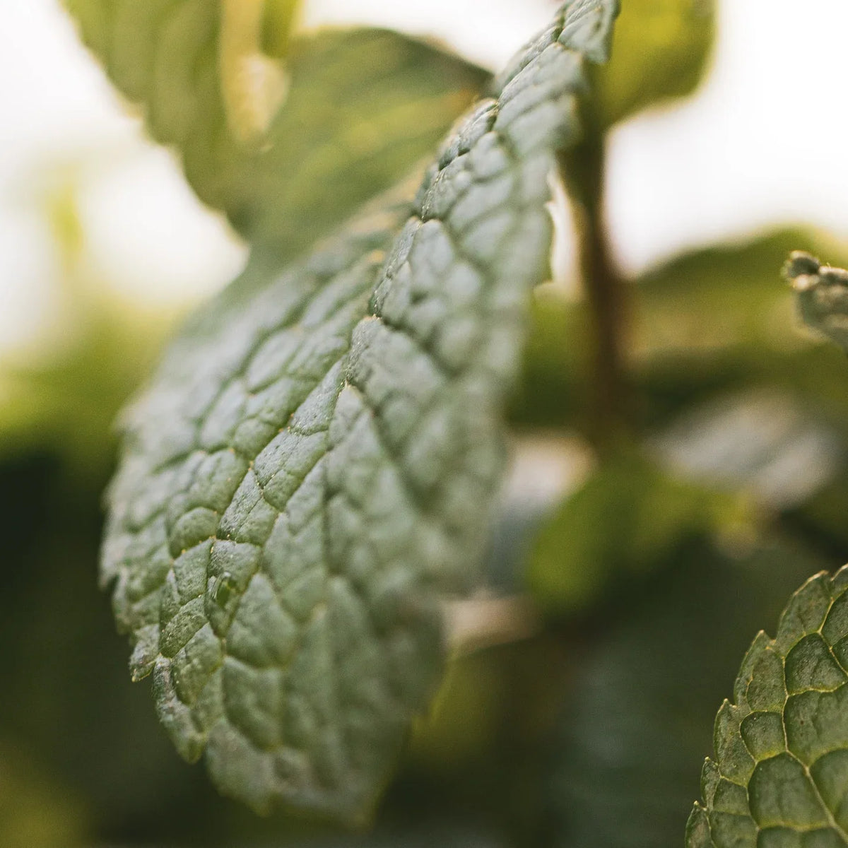 MENTHOL: REFRESHMENT & COOLING - SMYLE – Smyle